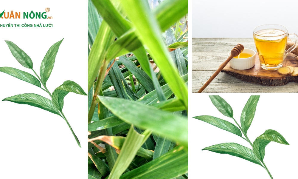 Lá gừng - gia vị và dược liệu