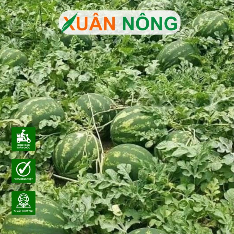 Kỹ thuật trồng dưa hấu trên đất giồng cát ven biển