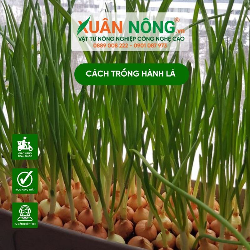 3 cách trồng hành lá từ củ hành tím đơn giản