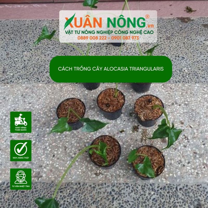 Alocasia Triangularis: Đặc điểm, cách trồng và chăm sóc
