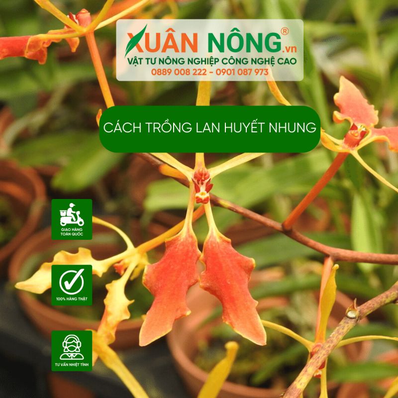 Cách trồng lan huyết nhung năng suất cao