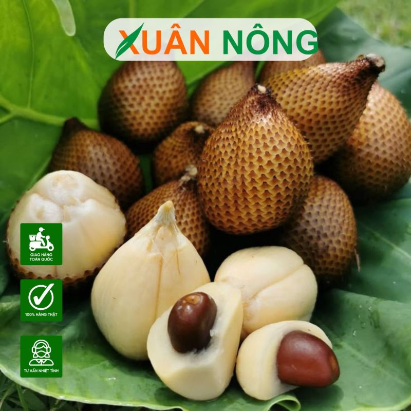 Mây Indo (Salak): Đặc điểm, công dụng, cách trồng và chăm sóc