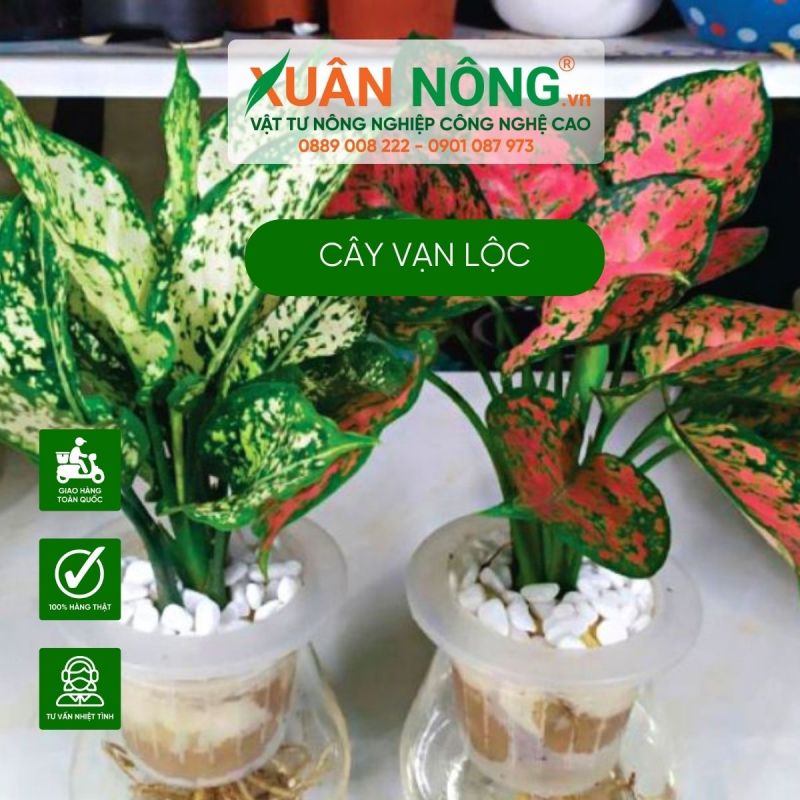 Cây vạn lộc: Ý nghĩa, hình ảnh, cách trồng, chăm sóc tại nhà