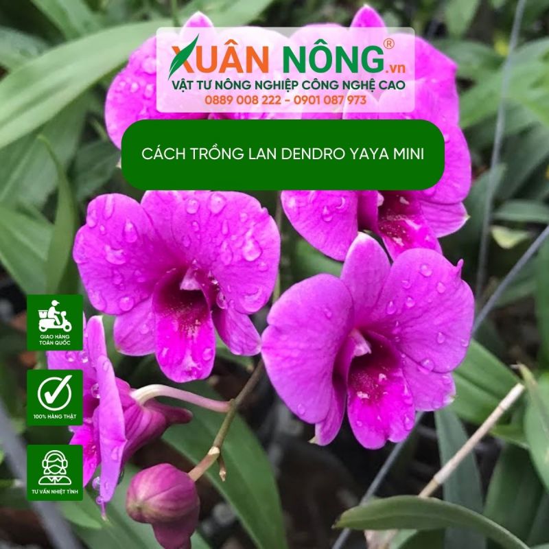 Cách trồng Lan Dendro Yaya Mini năng suất cao