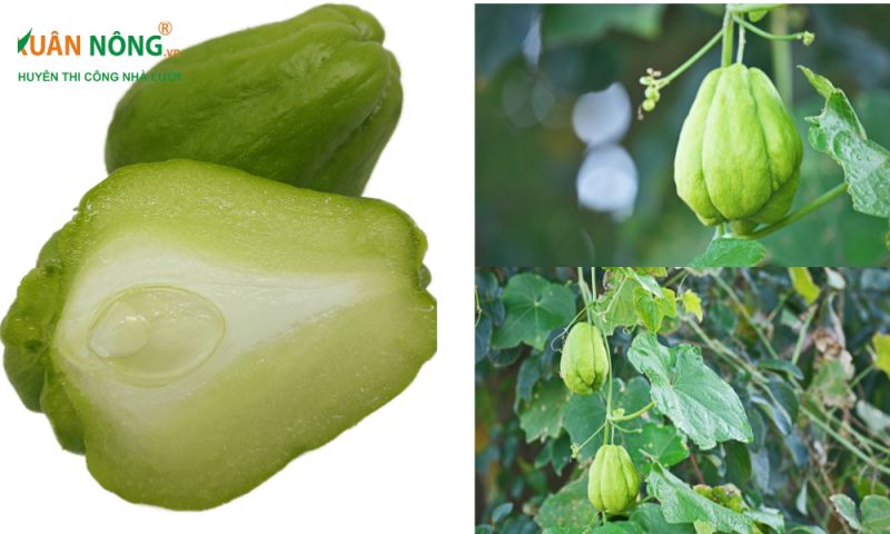 Cách trồng và chăm sóc quả su su