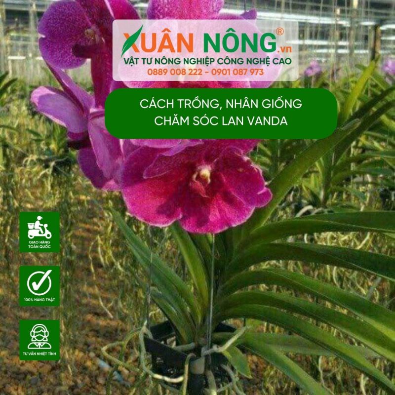 Cách trồng, chăm sóc và nhân giống lan Vanda