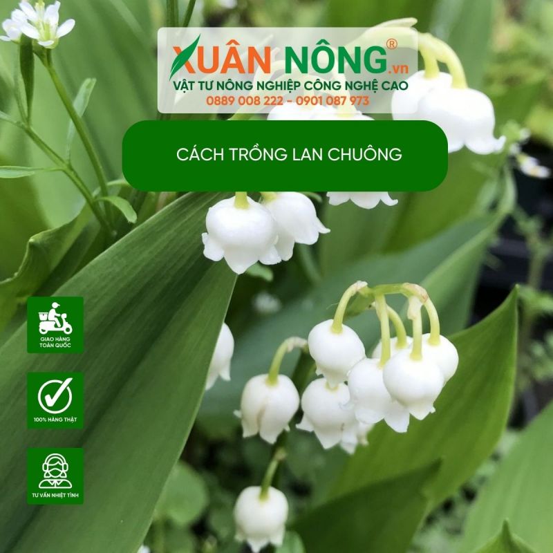Cách trồng Hoa Lan chuông năng suất cao - VTNN Xuân Nông