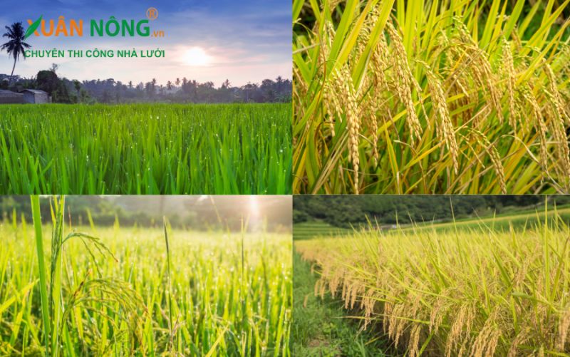 Cách trồng lúa cho năng suất cao