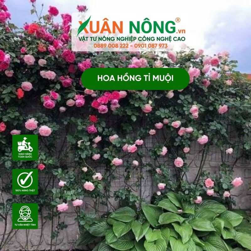 Hoa hồng tỉ muội: Ý nghĩa, cách trồng và chăm sóc