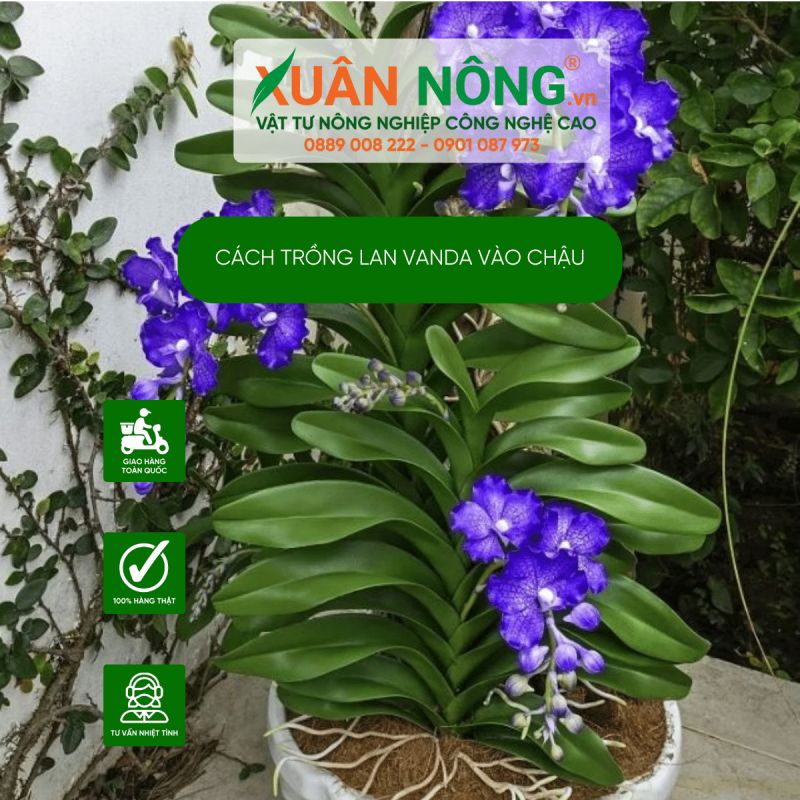 Cách trồng lan Vanda vào chậu