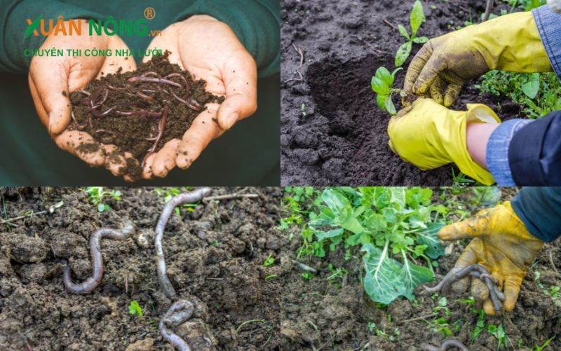 Các loại giun đất