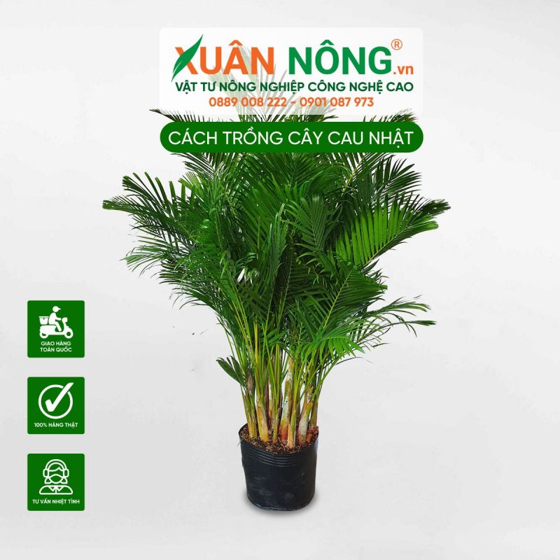 Cách trồng cây Cau Nhật làm cảnh tuyệt đẹp