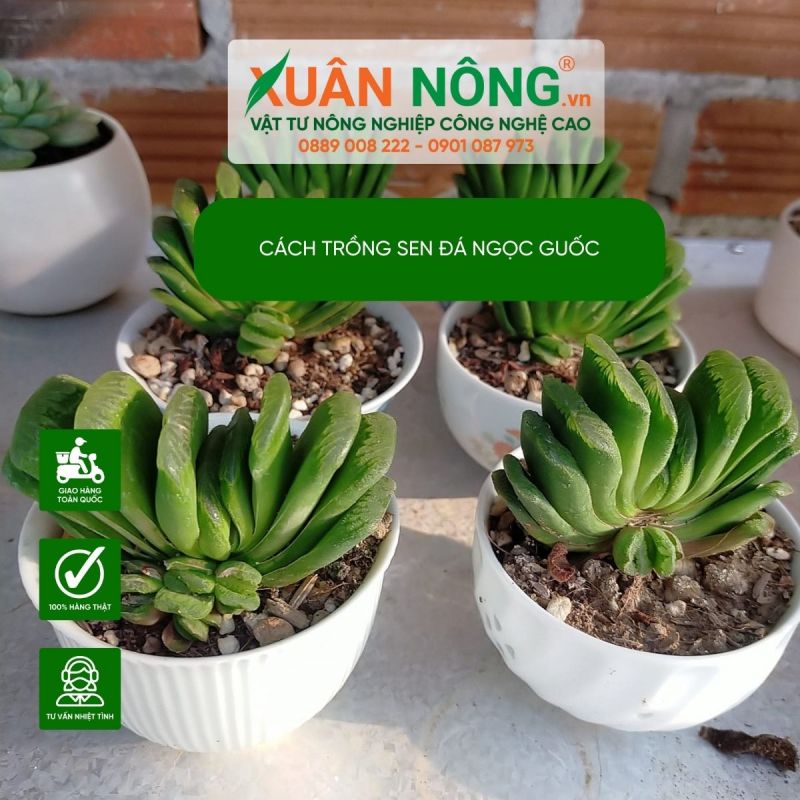 Sen đá ngọc guốc: đặc điểm, ý nghĩa, cách trồng chi tiết